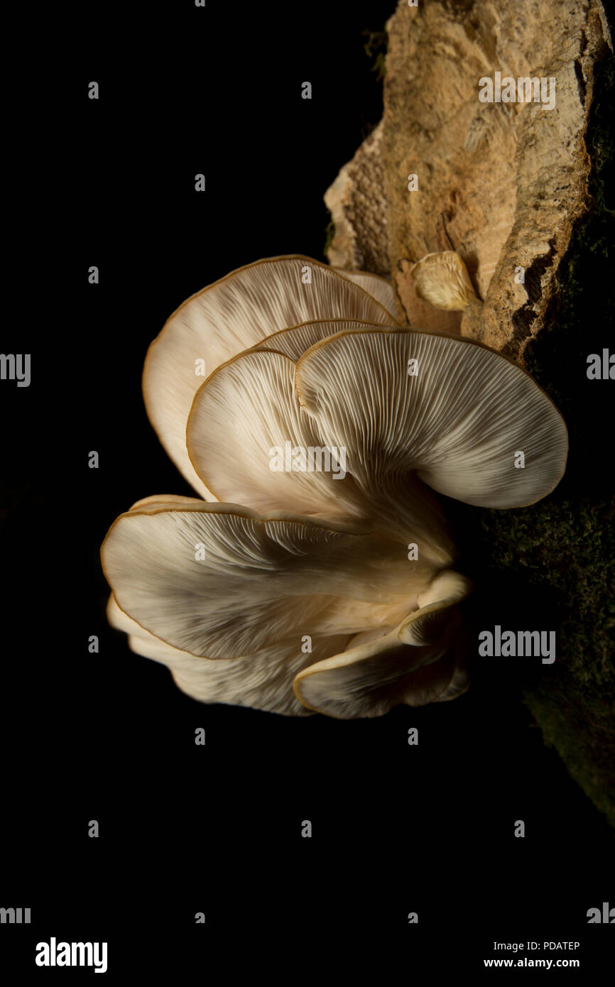 Oyster mushrooms, Pleurotus ostreatus, growing on a dead, fallen tree in the New Forest ...