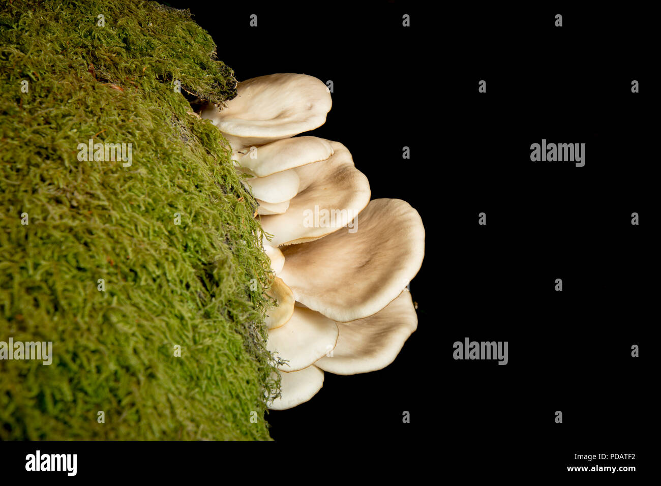 Wild mushrooms growing fallen tree hi-res stock photography and images - Alamy