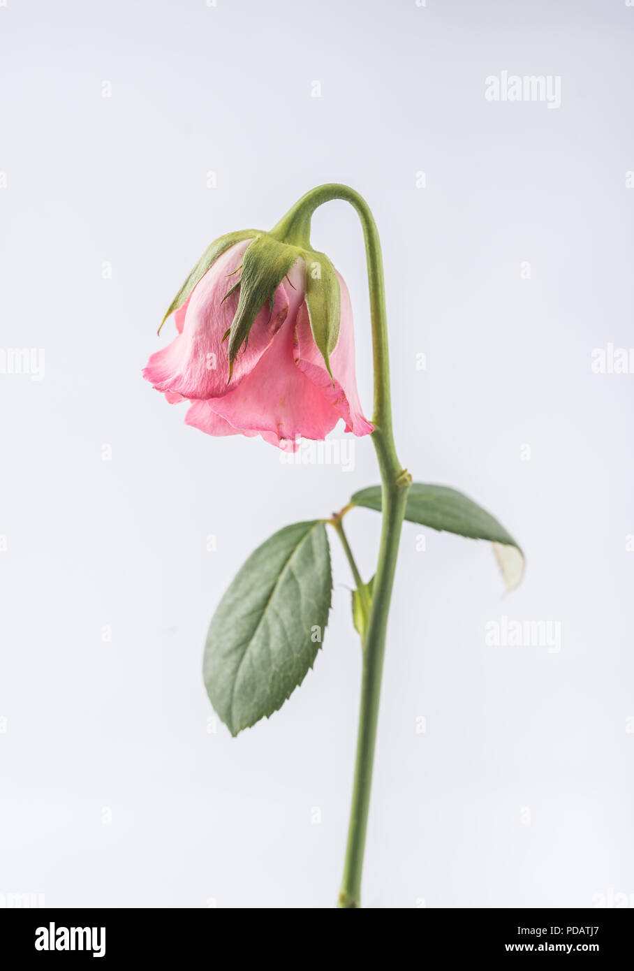 withered beautiful pink rose isolated on white background Stock Photo ...