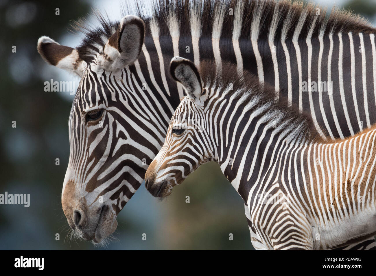 A new baby GrŽvyÕs Zebra with its mother Akuna at the West Midlands ...