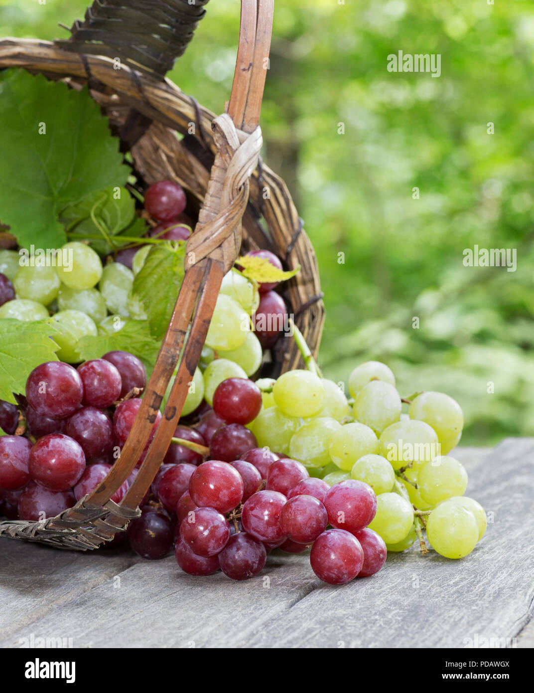 Fresh red and green grapes spilled from a basket onto a rustic wooden ...