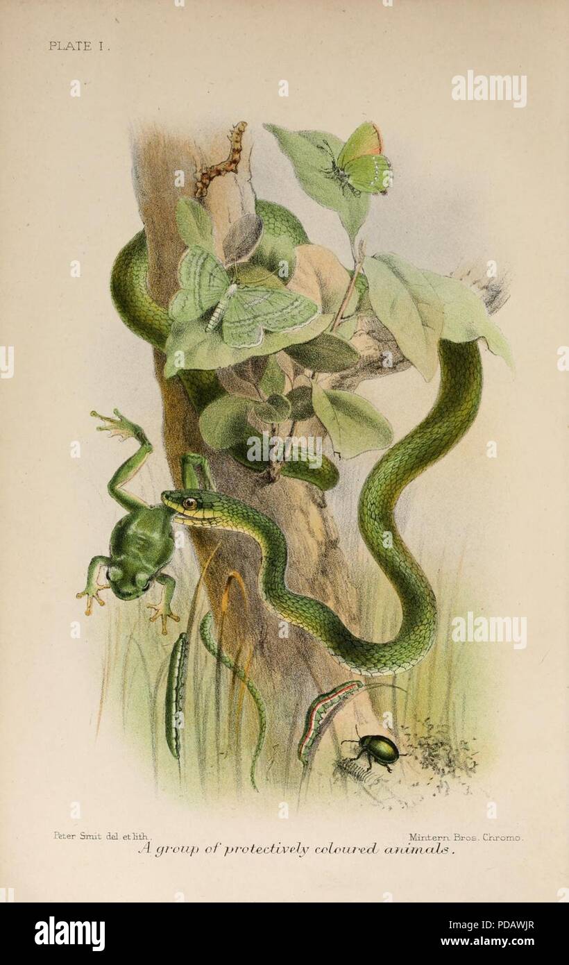 Animal coloration (Plate I Stock Photo - Alamy