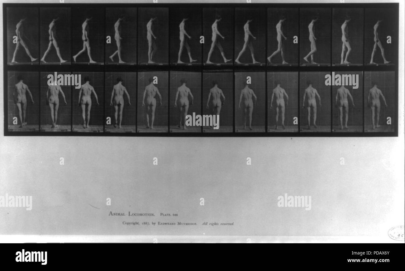 Animal Locomotion - side and rear views of man walking (pl. 546 Stock ...