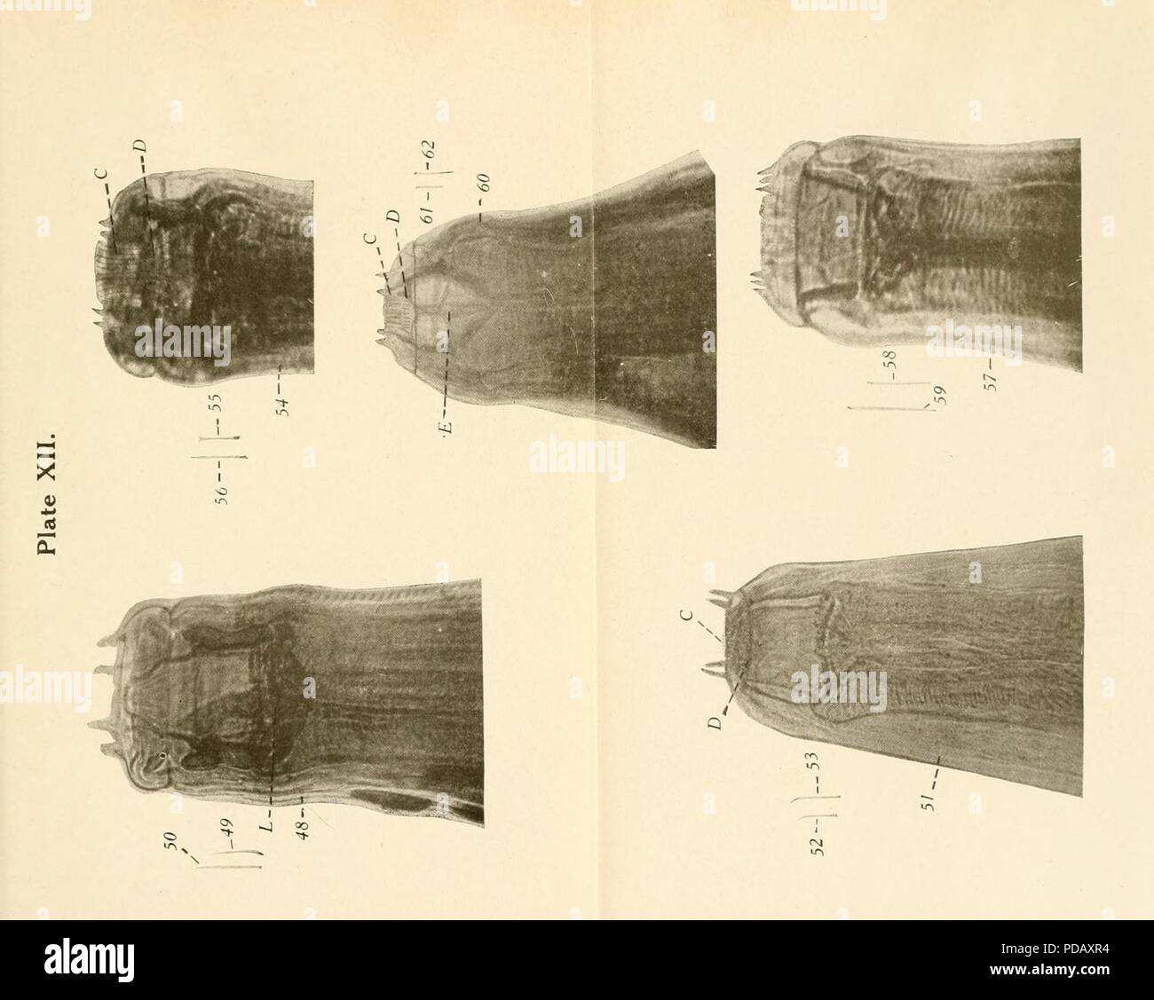 Animal parasites parasitic diseases hi-res stock photography and images ...