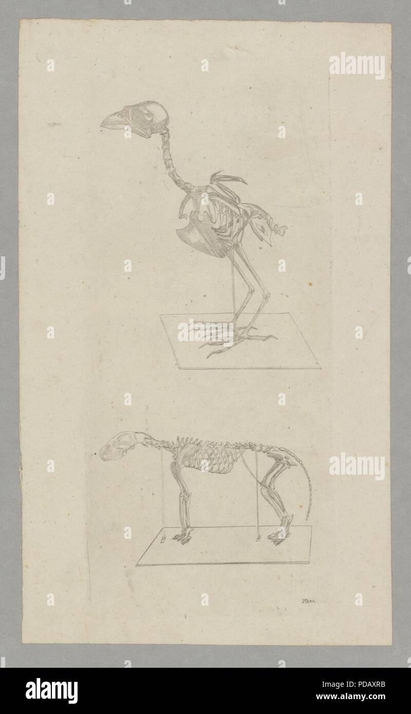 Engraved skeletons hi-res stock photography and images - Alamy