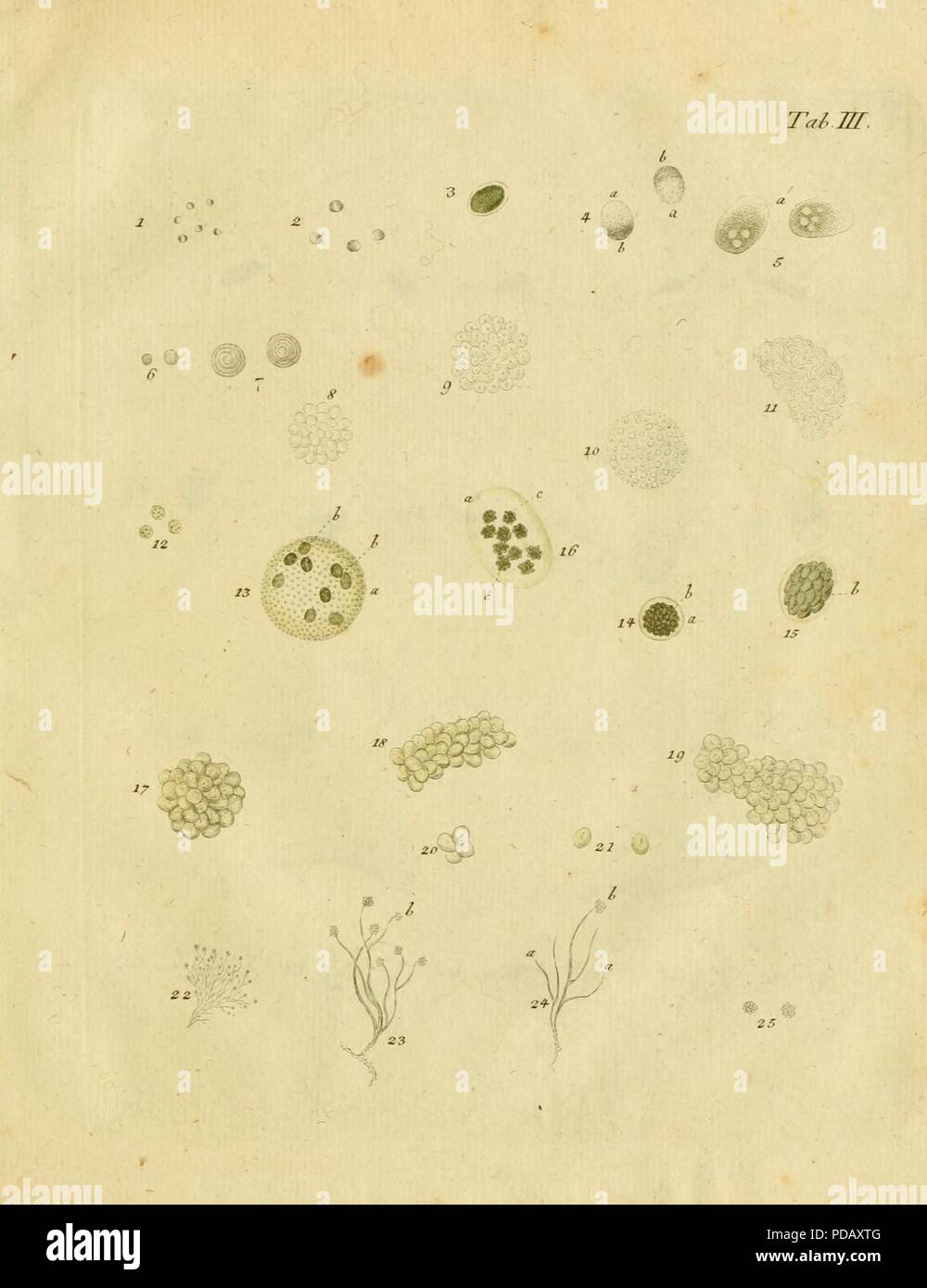 Animalcula infusoria fluvia tilia et marina (Plate III Stock Photo - Alamy