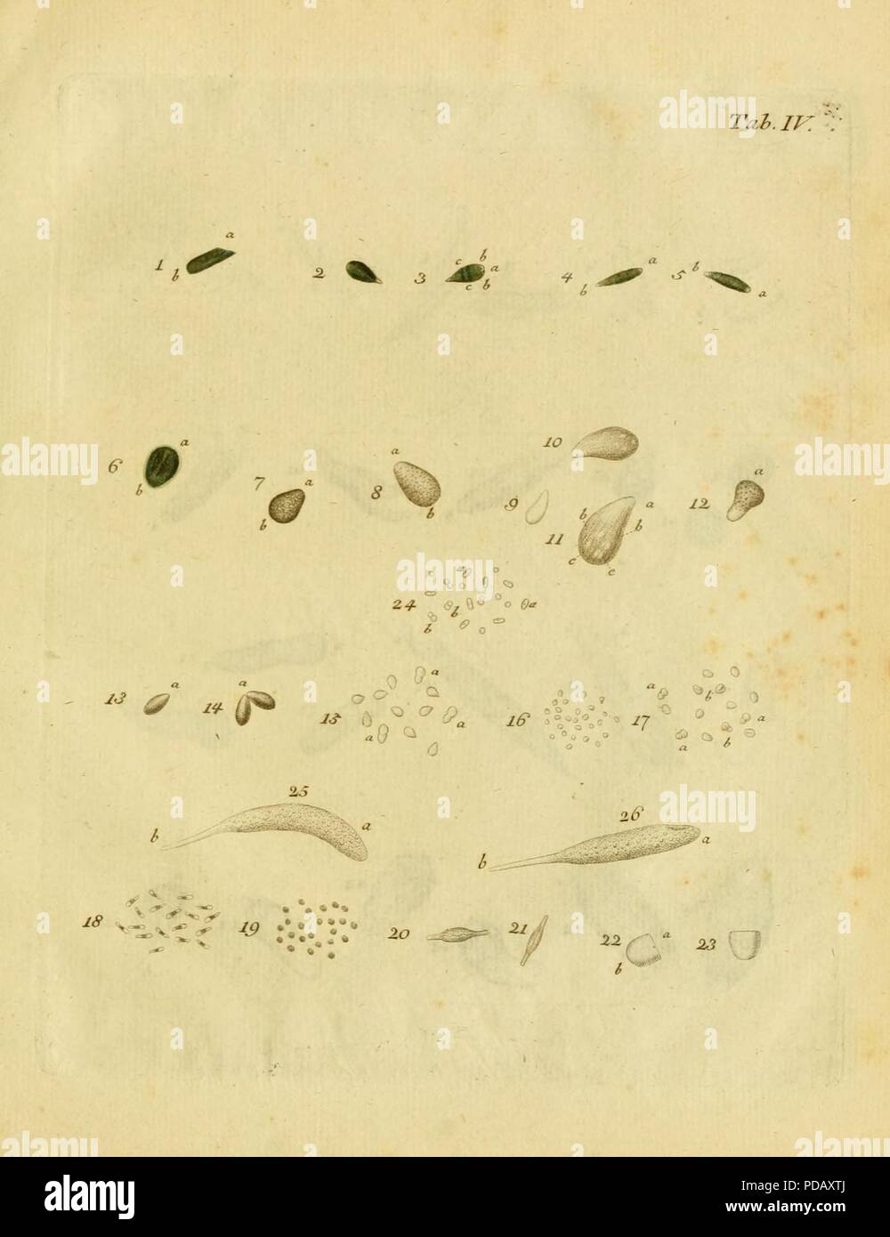 Animalcula infusoria fluvia tilia et marina (Plate IV Stock Photo - Alamy