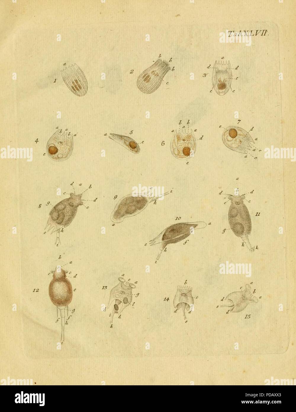 Animalcula infusoria fluvia tilia et marina (Plate XLVII Stock Photo ...
