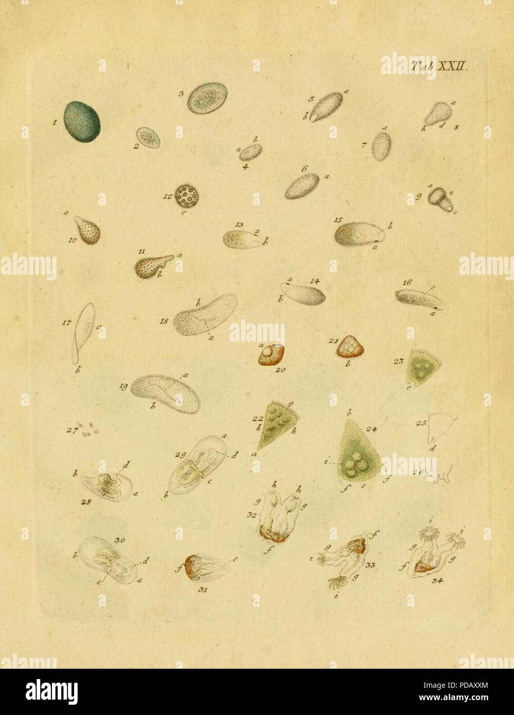 Animalcula infusoria fluvia tilia et marina (Plate XXII Stock Photo - Alamy
