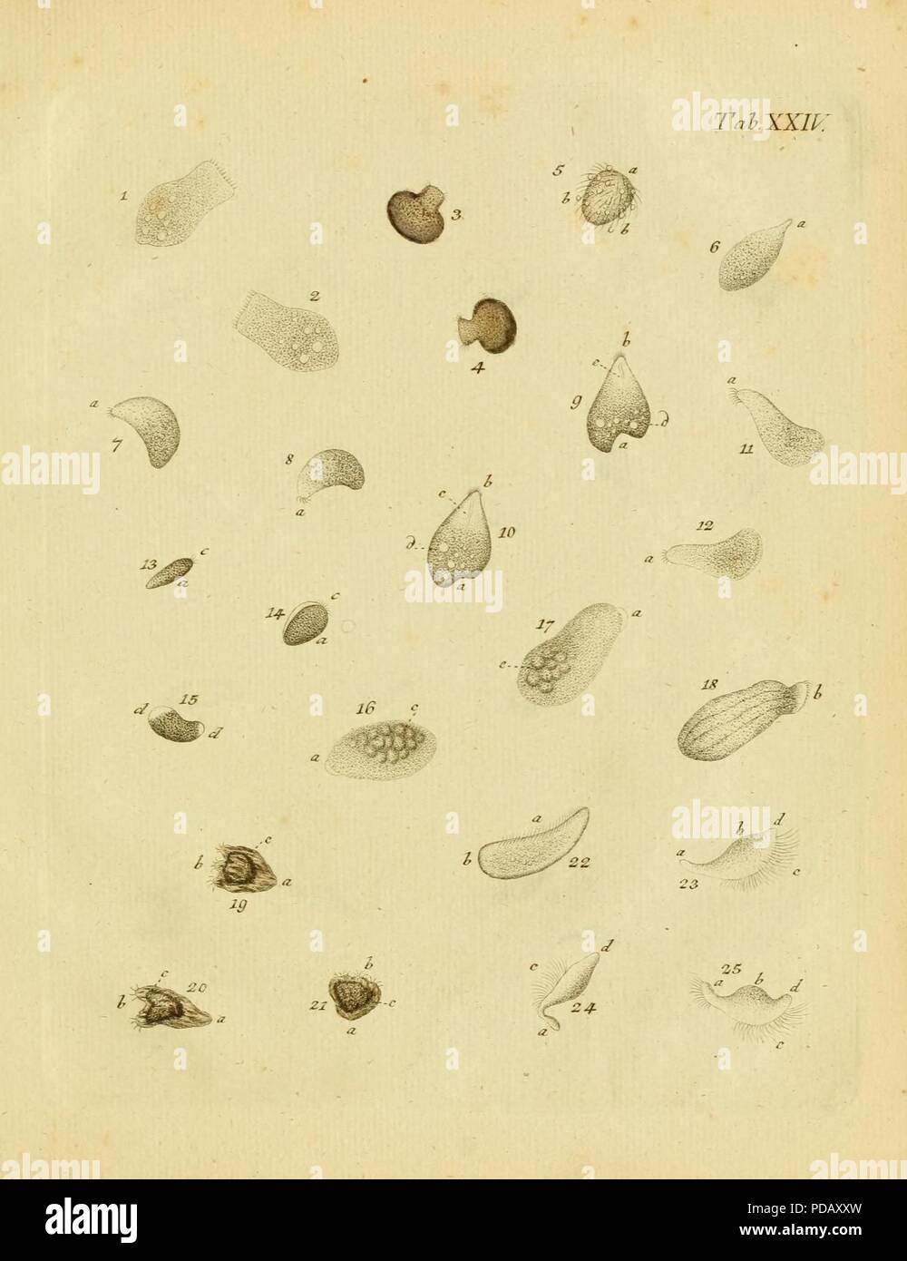 Animalcula infusoria fluvia tilia et marina (Plate XXIV Stock Photo - Alamy