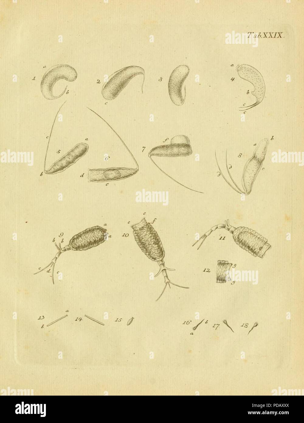 Animalcula infusoria fluvia tilia et marina (Plate XXIX Stock Photo - Alamy