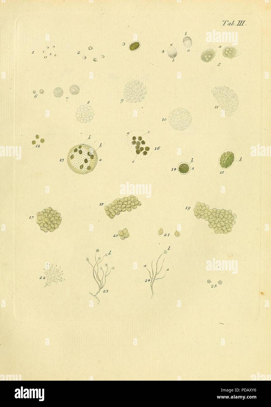 Animalcula infusoria fluviatilia et marina (Tab. III Stock Photo - Alamy