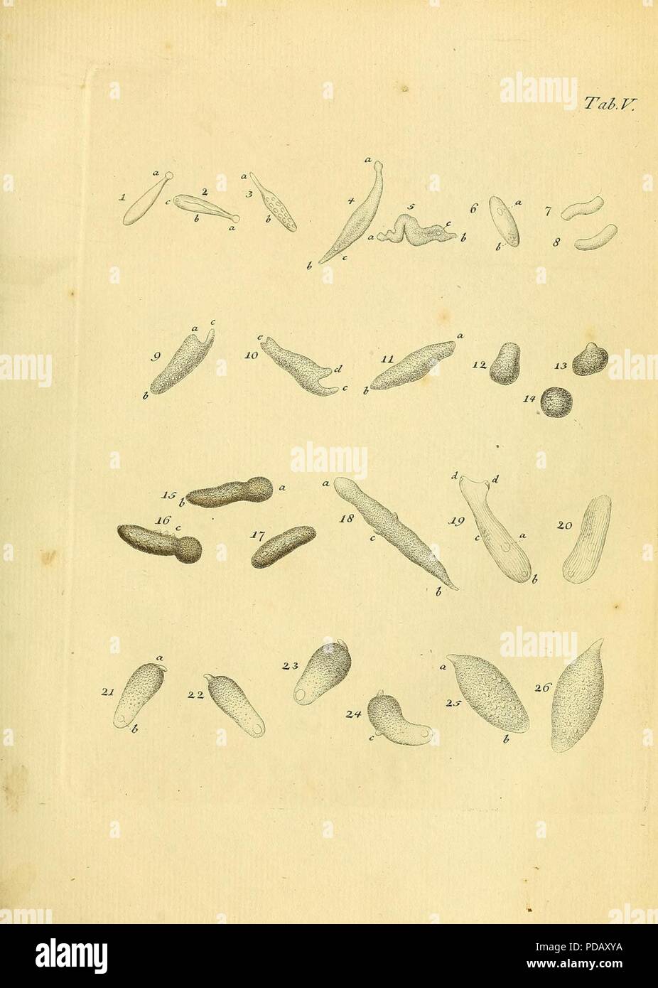 Animalcula hi-res stock photography and images - Alamy