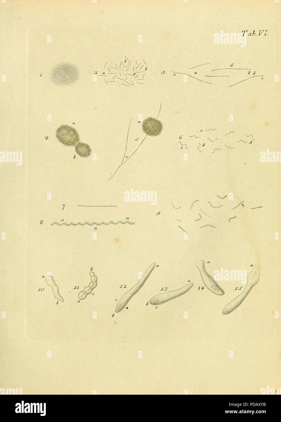 Animalcula infusoria fluviatilia et marina (Tab. VI Stock Photo - Alamy