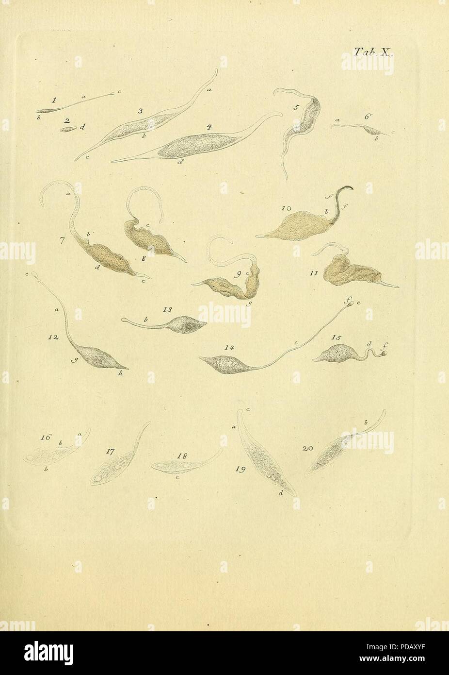 Animalcula infusoria fluviatilia et marina (Tab. X Stock Photo - Alamy