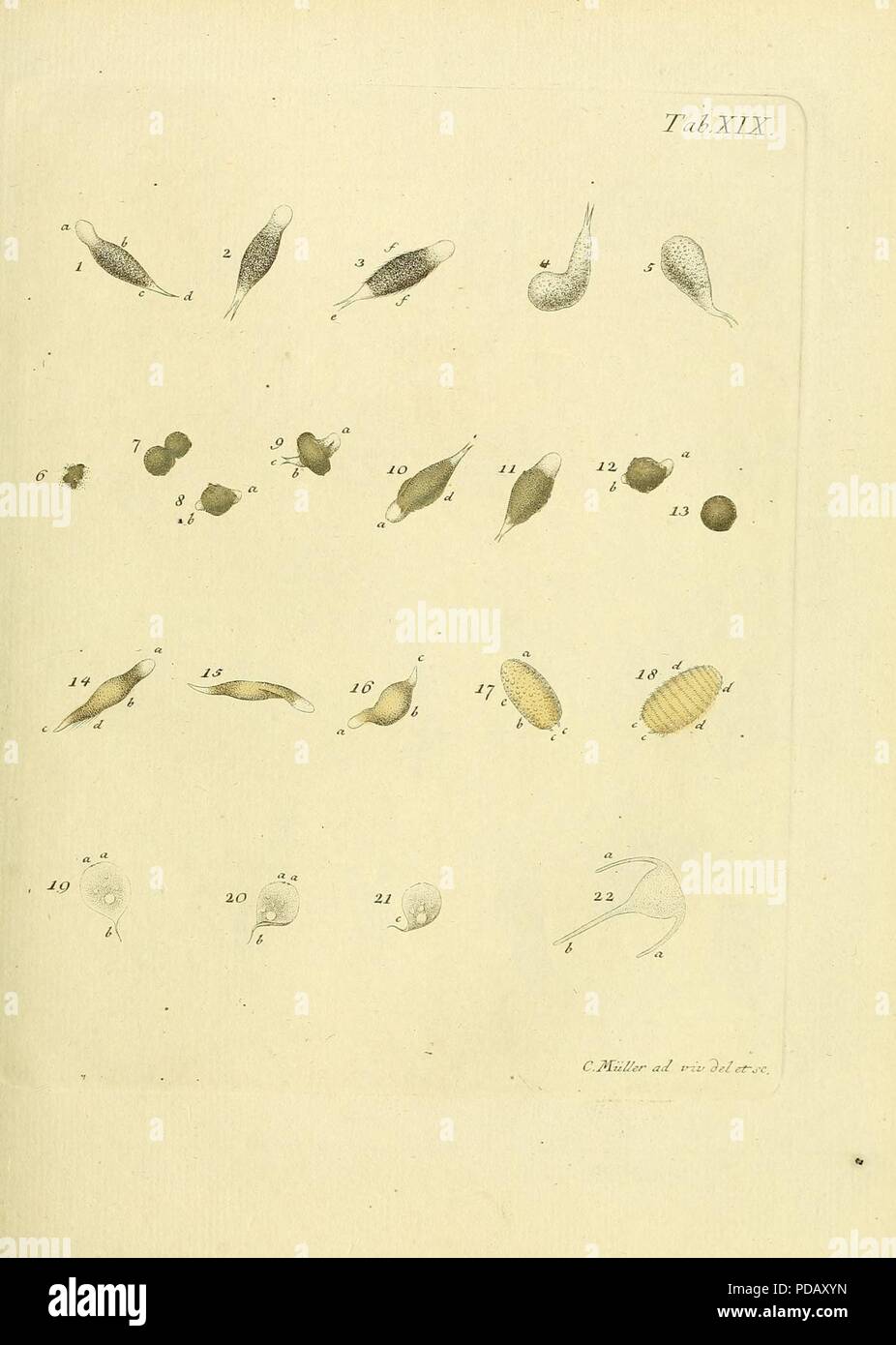 Animalcula infusoria fluviatilia et marina (Tab. XIX Stock Photo - Alamy