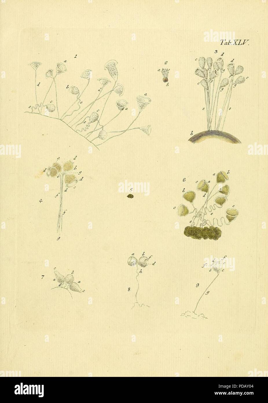 Animalcula infusoria fluviatilia et marina (Tab. XLV Stock Photo - Alamy