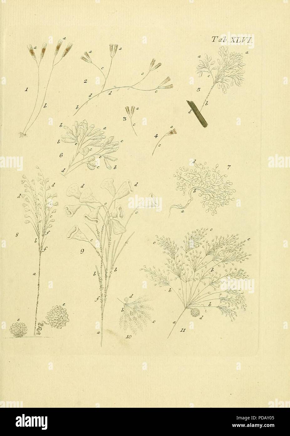 Animalcula infusoria fluviatilia et marina (Tab. XLVI Stock Photo - Alamy