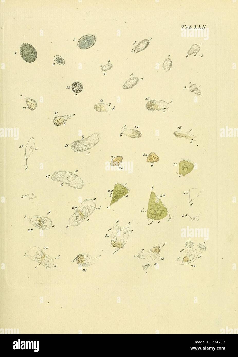 Animalcula infusoria fluviatilia et marina (Tab. XXII Stock Photo - Alamy
