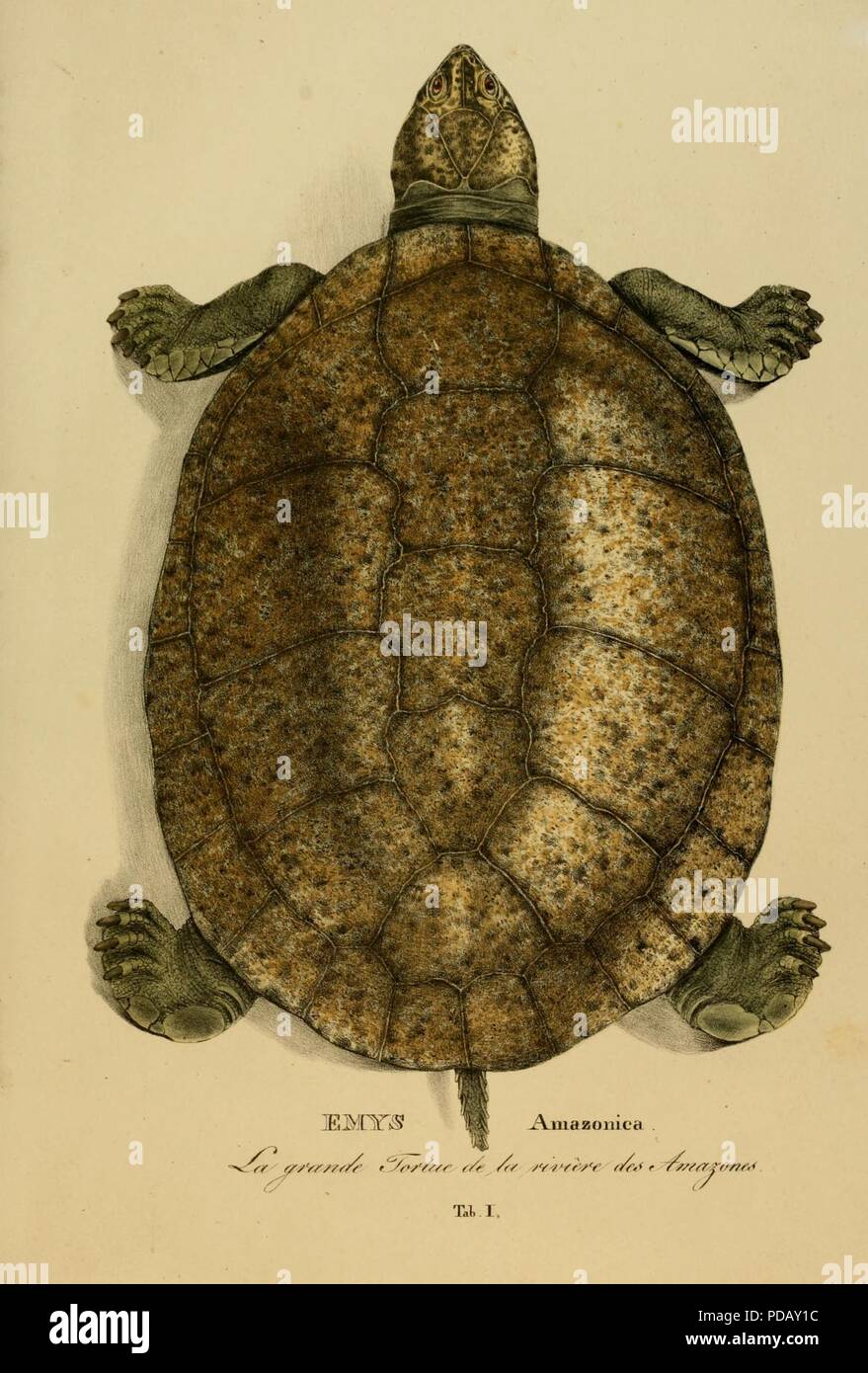 Animalia nova sive species novae testudinum et ranarum Stock Photo - Alamy