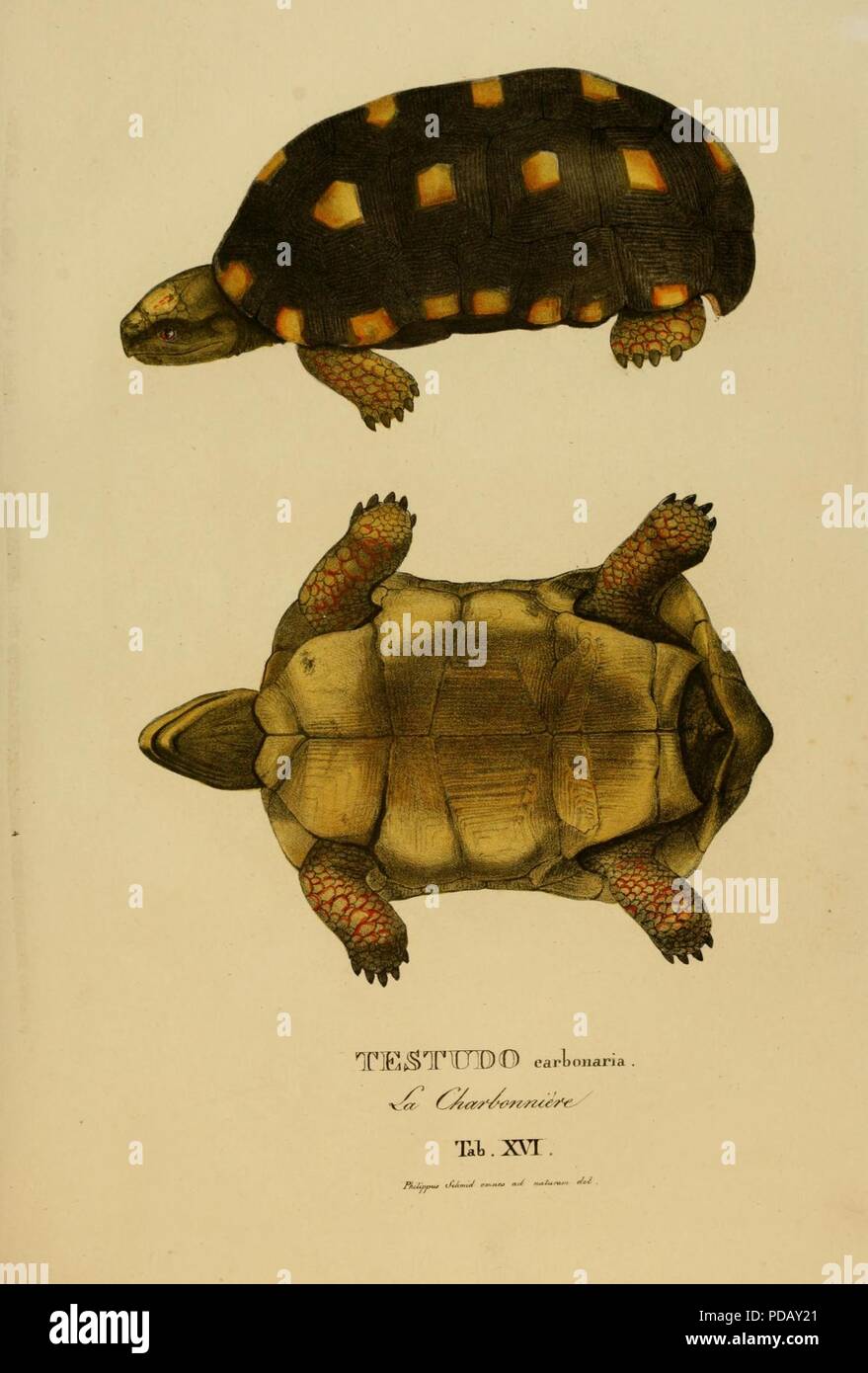 Animalia nova sive species novae testudinum et ranarum Stock Photo - Alamy
