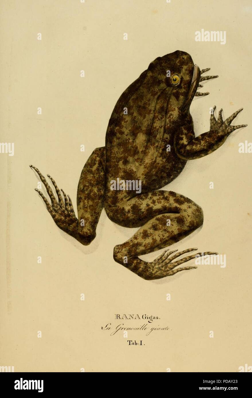 Animalia nova sive species novae testudinum et ranarum Stock Photo - Alamy
