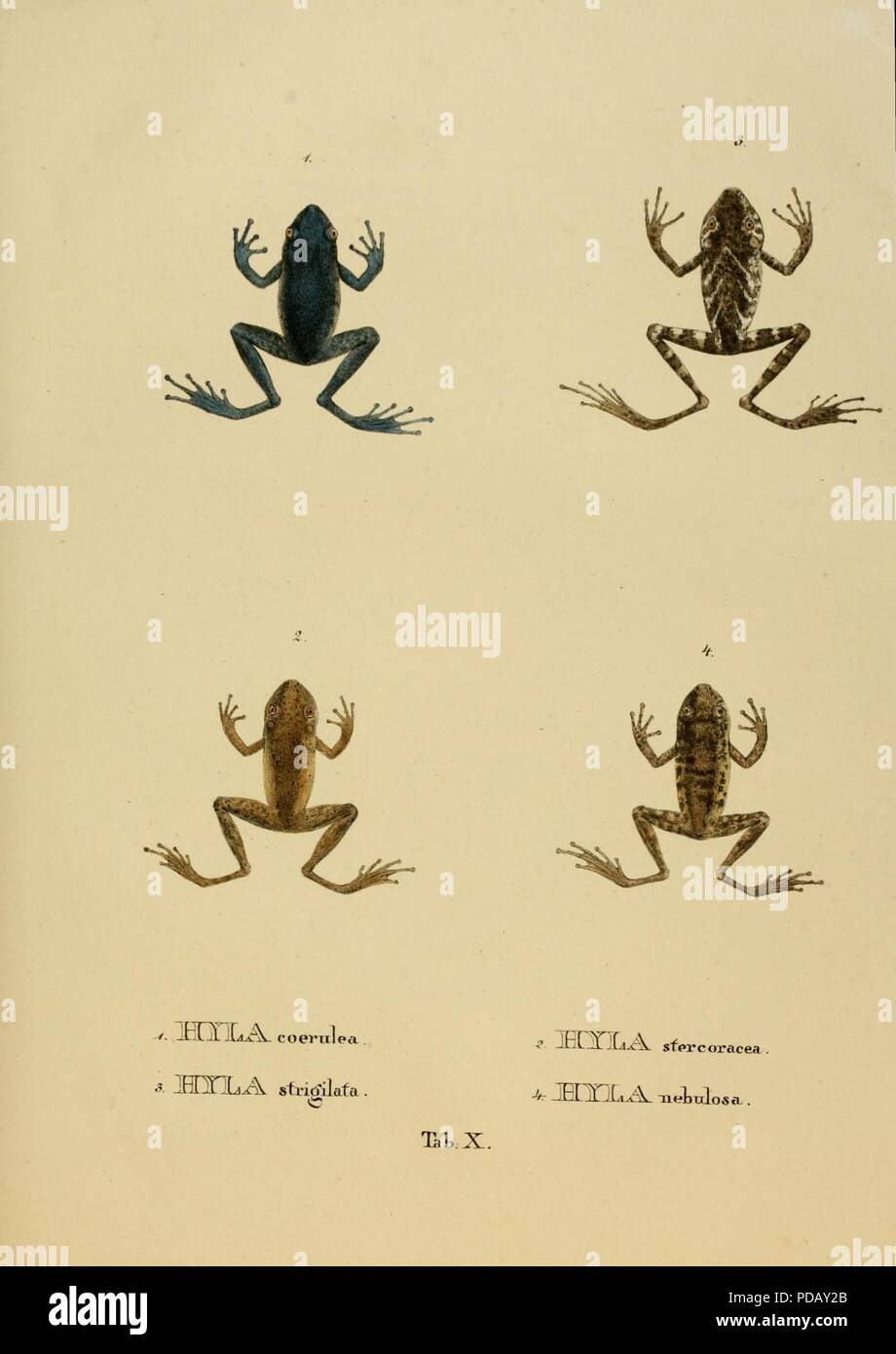Animalia nova sive species novae testudinum et ranarum Stock Photo - Alamy