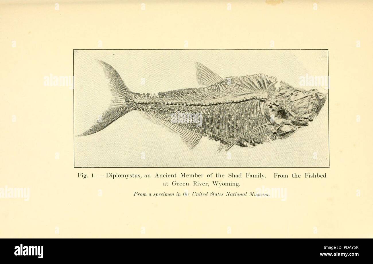 Animals of the past (Fig. 16 Stock Photo - Alamy