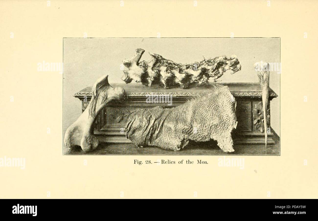 Animals of the past (Fig. 16 Stock Photo - Alamy
