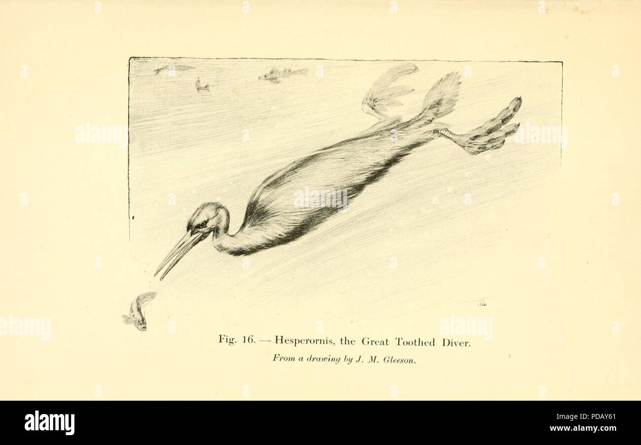 Animals of the past (Fig. 16 Stock Photo - Alamy