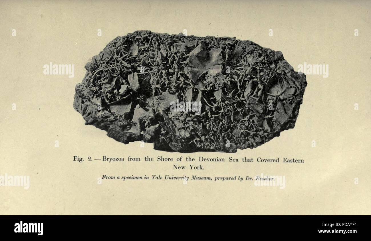 Animals of the past Stock Photo - Alamy