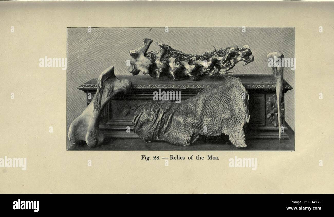 Animals of the past Stock Photo - Alamy