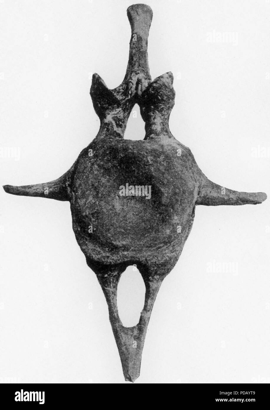 Ankylosaurus tail hi-res stock photography and images - Alamy