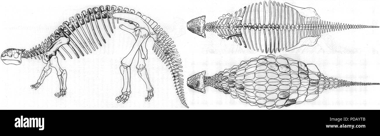 Ankylosaurus hi-res stock photography and images - Alamy