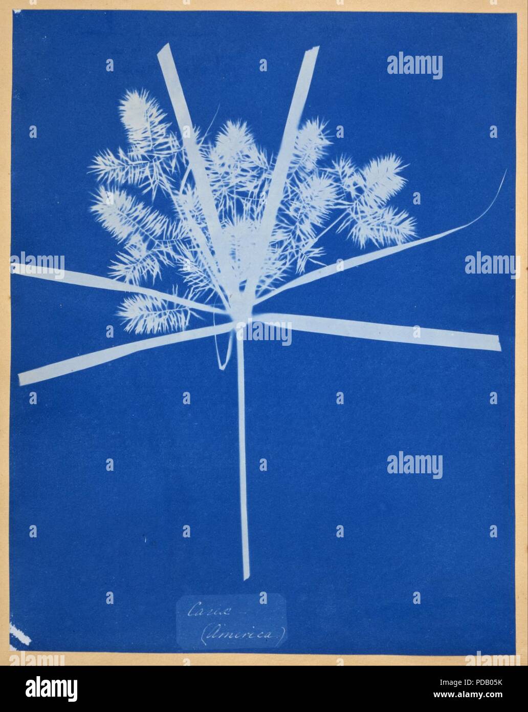 Anna Atkins - Carix (America Stock Photo - Alamy