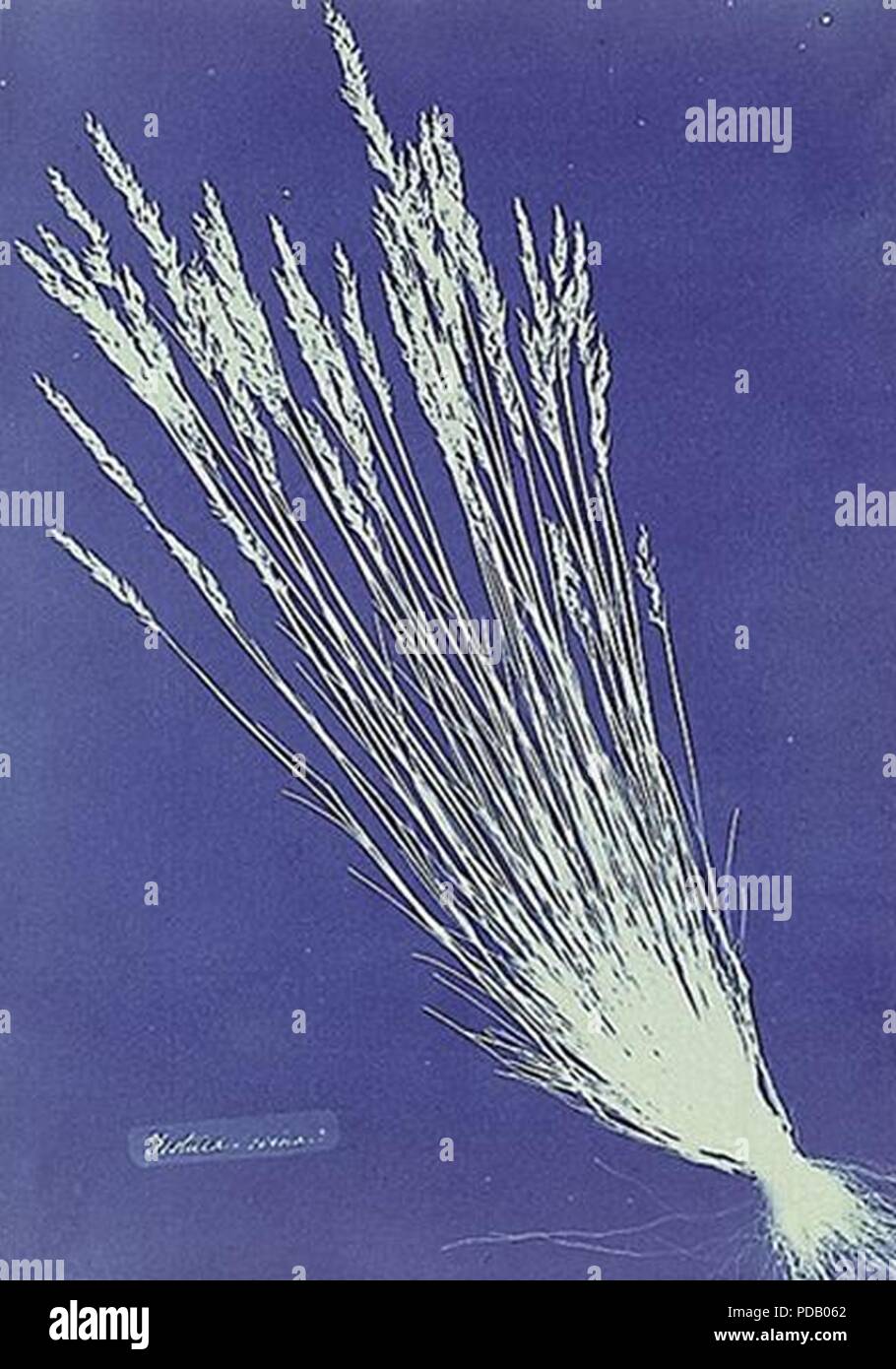 Cyanotype image hi-res stock photography and images - Alamy