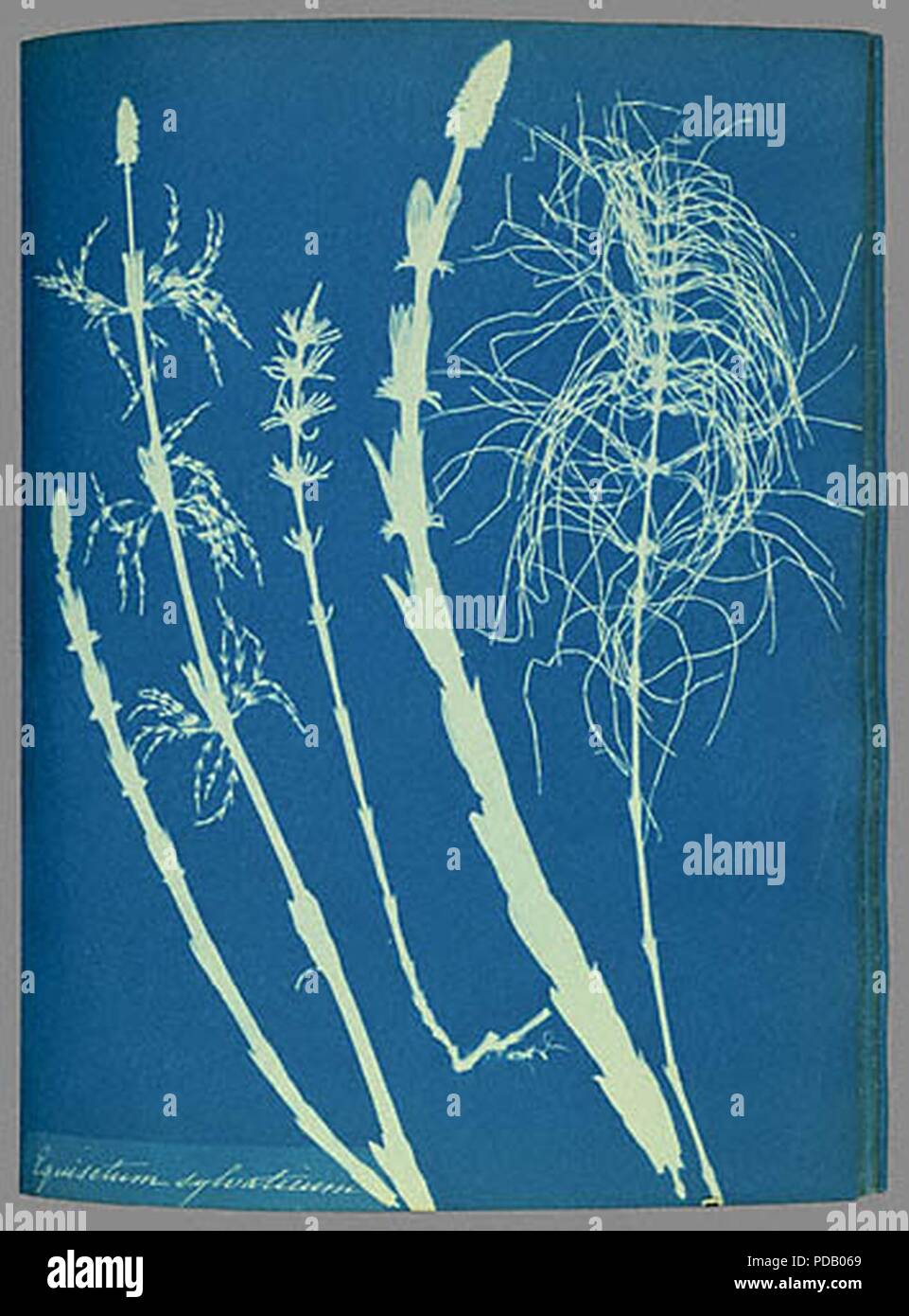 Anna atkins hi-res stock photography and images - Alamy