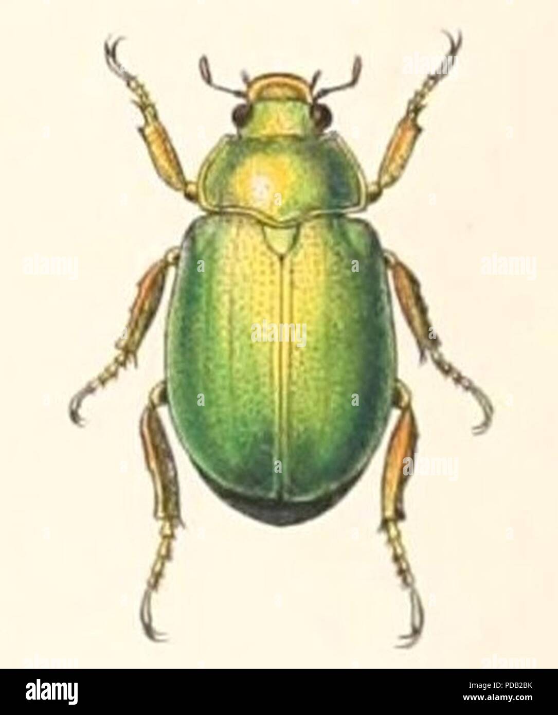 Laetus hi-res stock photography and images - Alamy