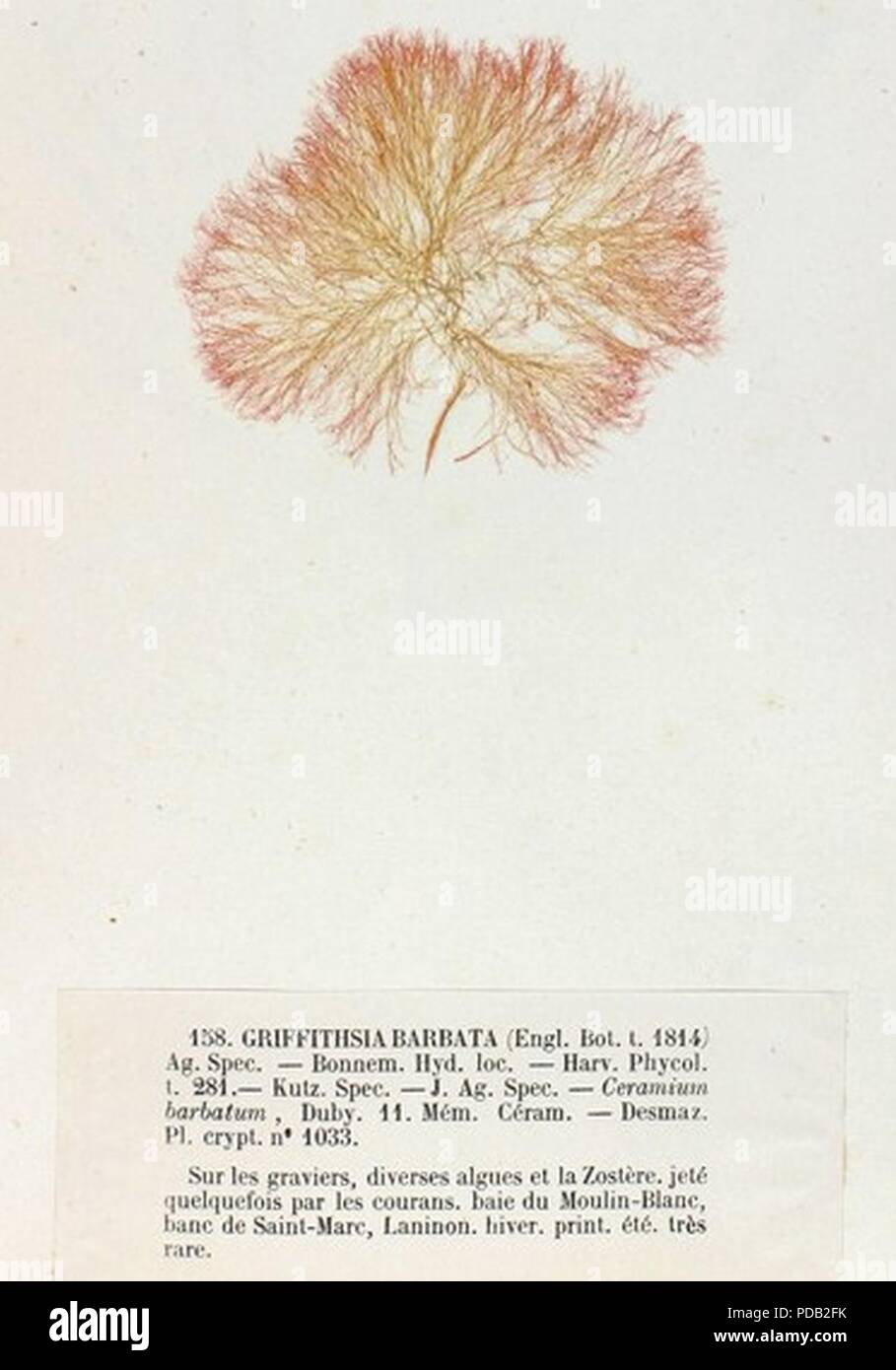 Anotrichium hi-res stock photography and images - Alamy