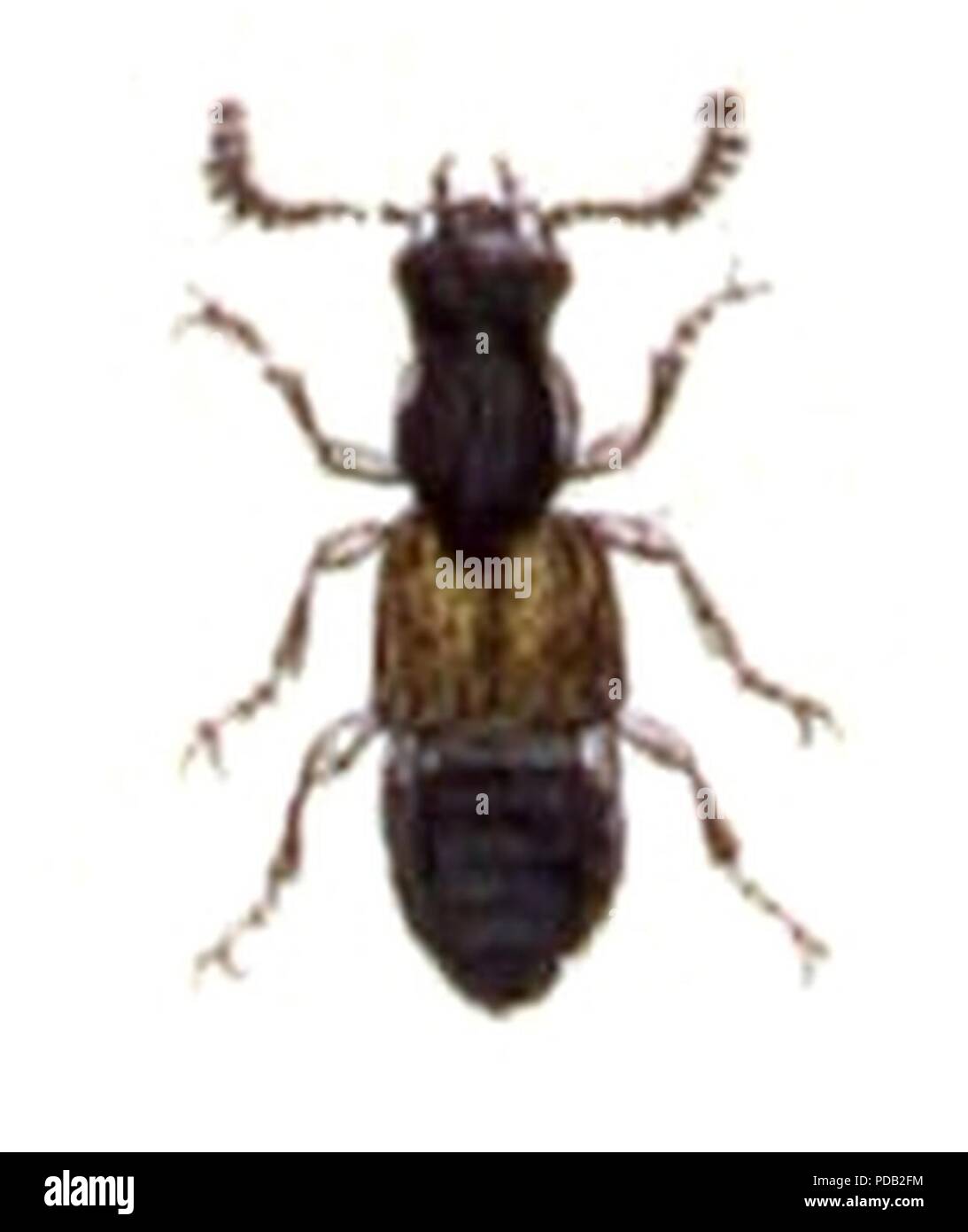 Nitidulus hi-res stock photography and images - Alamy