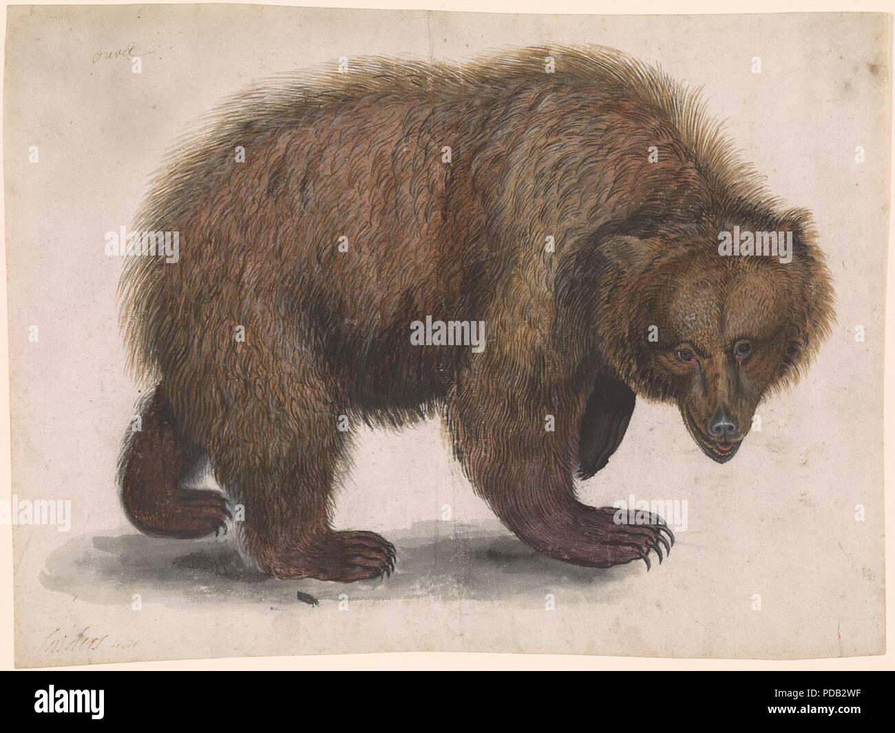 Anselmus hi-res stock photography and images - Alamy