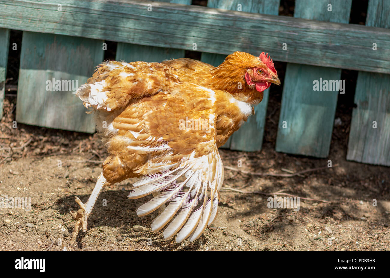 Chicken Stretching On a Beautiful Sunny Afternoon Stock Photo - Alamy