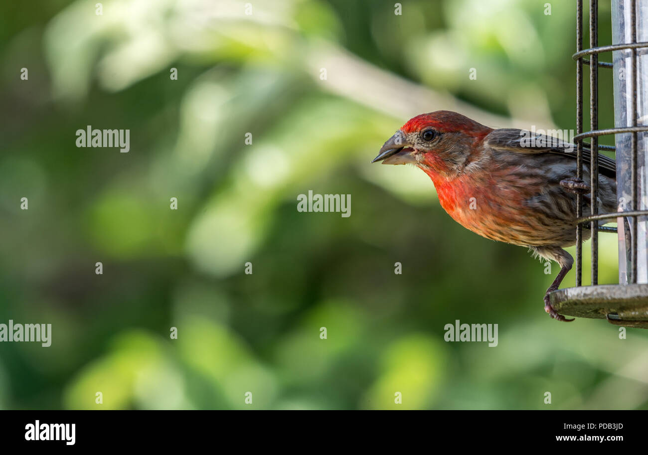House Finch Looking on the Side while Eating Seeds Stock Photo - Alamy