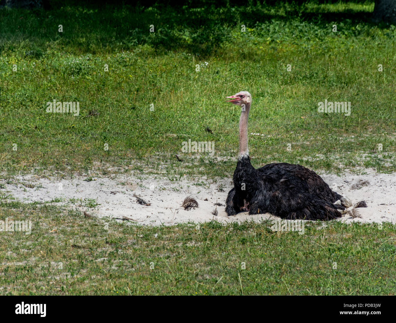 Ostrich eating sand hi-res stock photography and images - Alamy