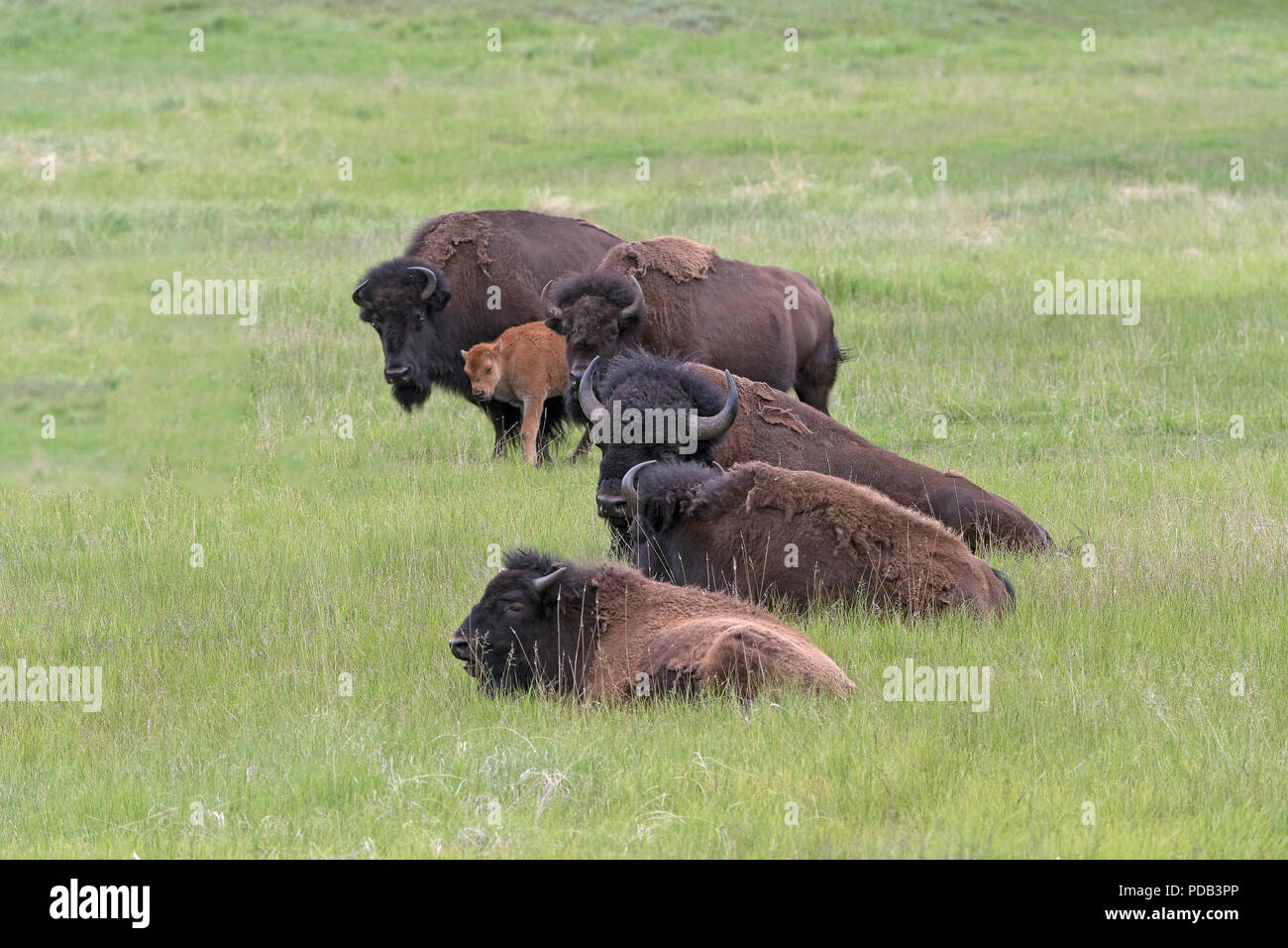 Bison zoology hi-res stock photography and images - Alamy