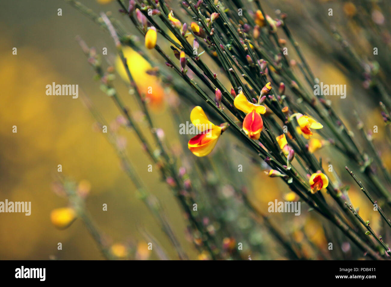 Oregon invasive plants hi-res stock photography and images - Alamy