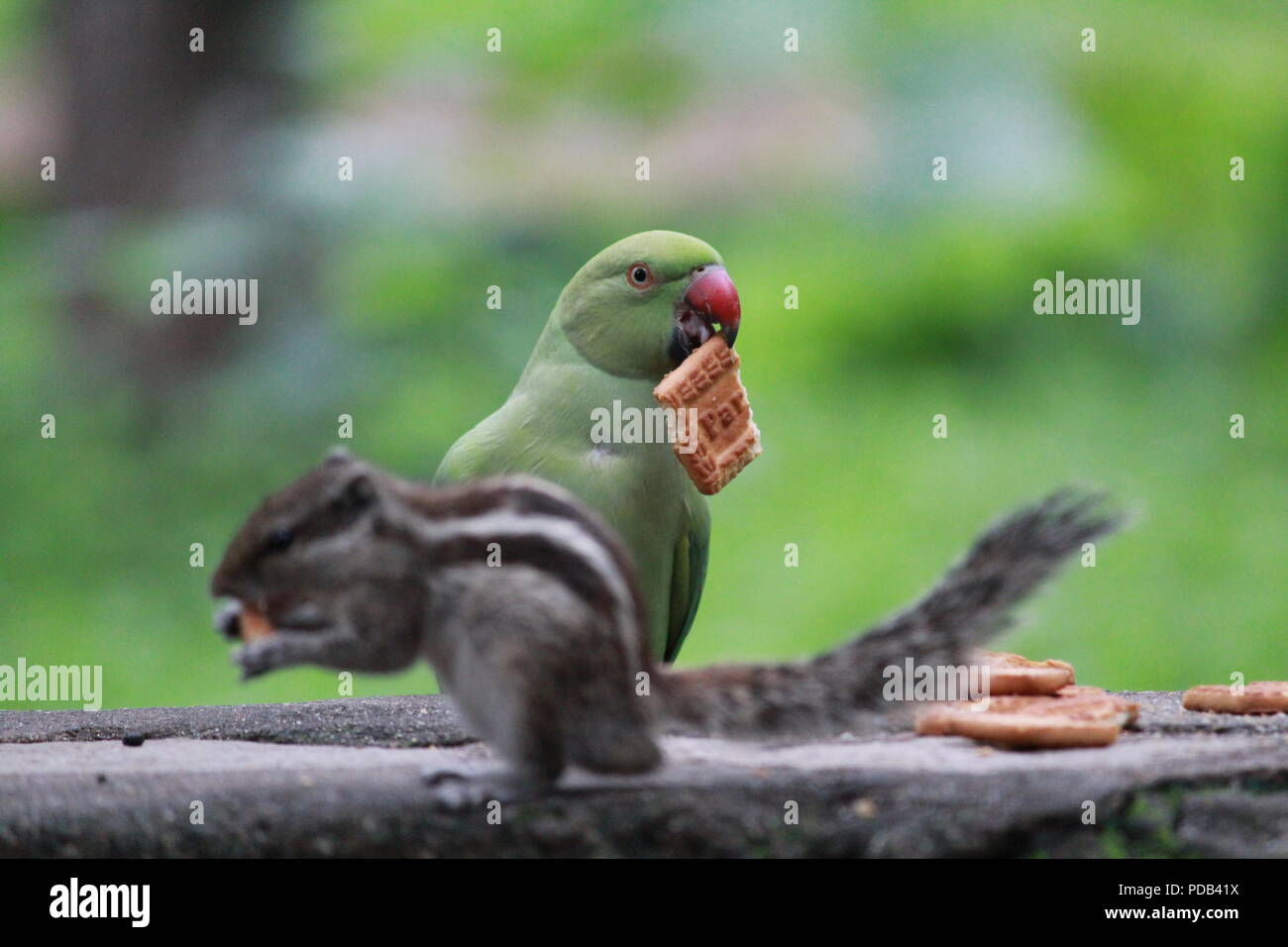 Speaking birds hi-res stock photography and images - Alamy