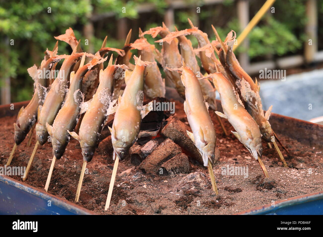 Plecoglossus altivelis altivelis hi-res stock photography and images ...