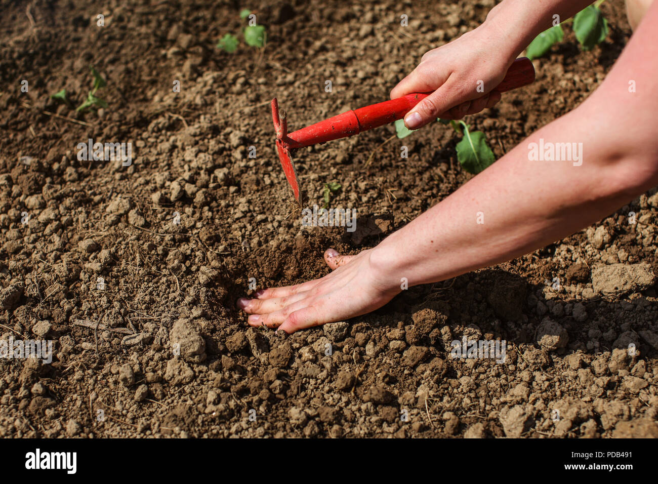 Grub hoe hi-res stock photography and images - Alamy