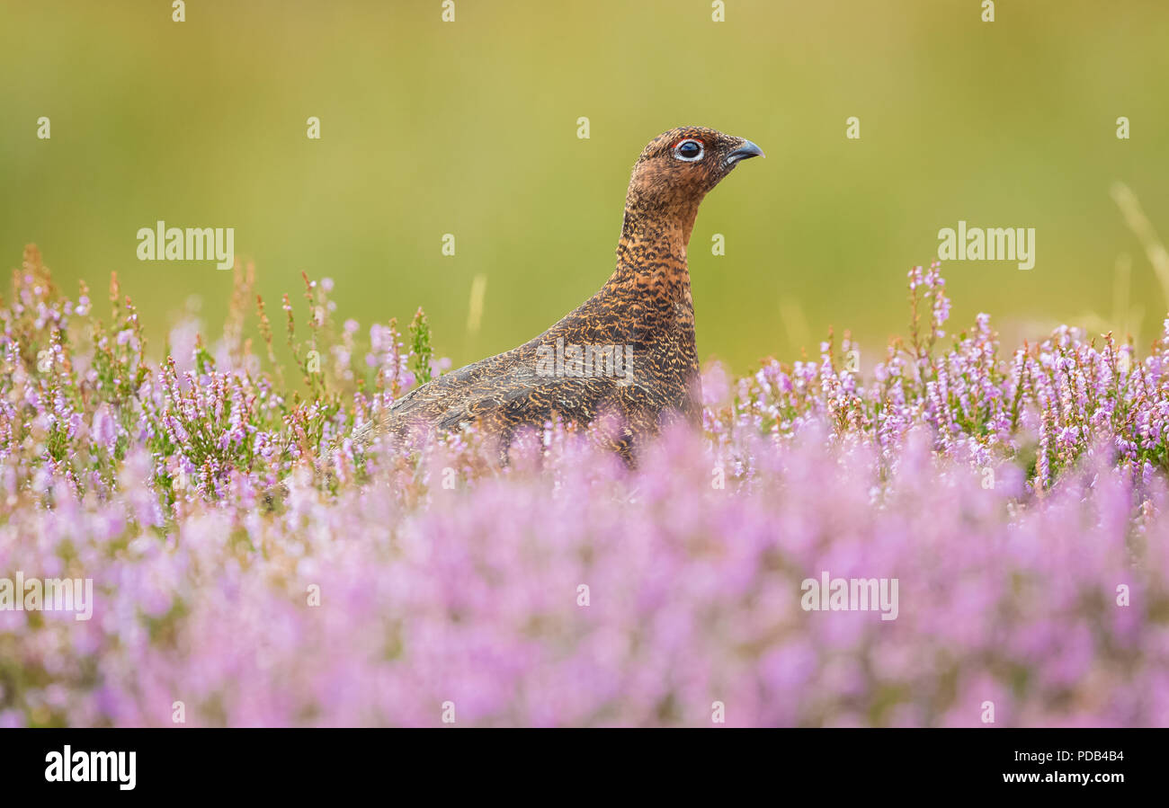 Red grouse, game bird, on heather covered grouse moor during the month ...